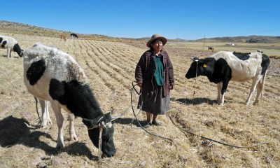 The Cattle on a Thousand Hills