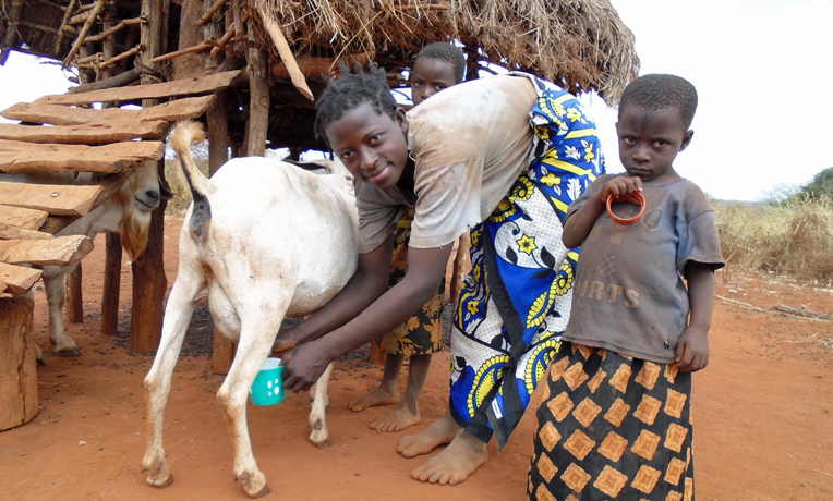 Heeding the Call to Bring Goats to Kidzaya Village