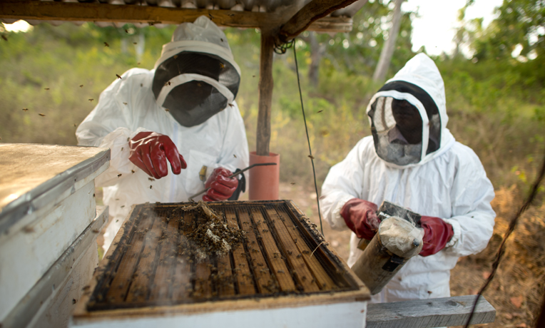 Bees Bring Change to Rural Families in Kenya