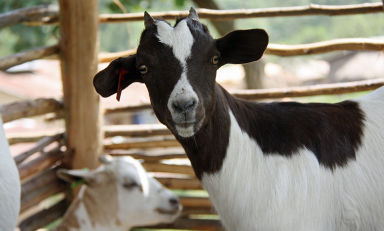 Goats and God’s Love