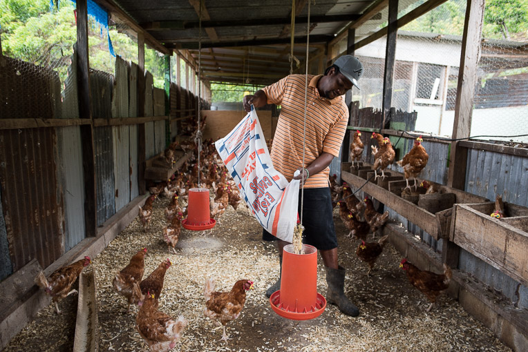 Helping Caribbean Farmers Get Back to Work
