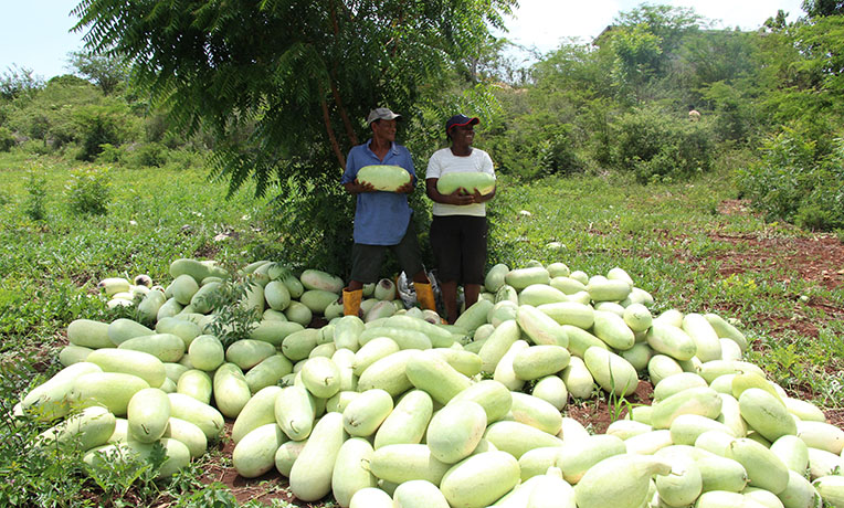 Watermelon Harvest Yields Income for Haitian Farmers