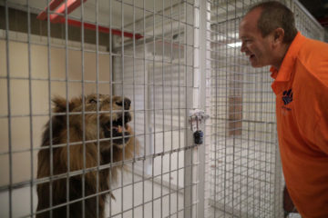 Samaritan’s Purse Transports Lion and Tiger From Typhoon-Ravaged Saipan ...