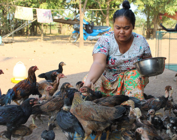 Raising Healthier Chickens in Cambodia