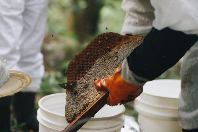God’s Blessing Through Beekeeping