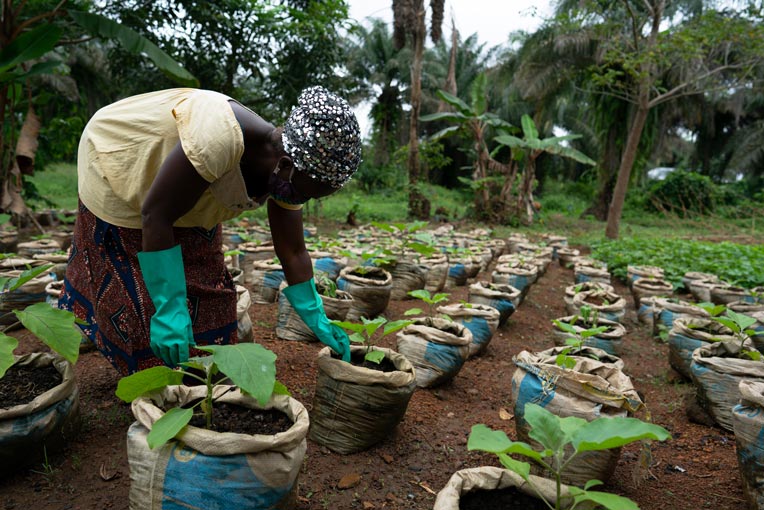 Growing Faith and Local Gardens in Northwest Liberia