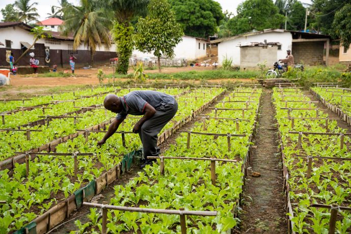Urban Agriculture Opens Hearts in Liberia