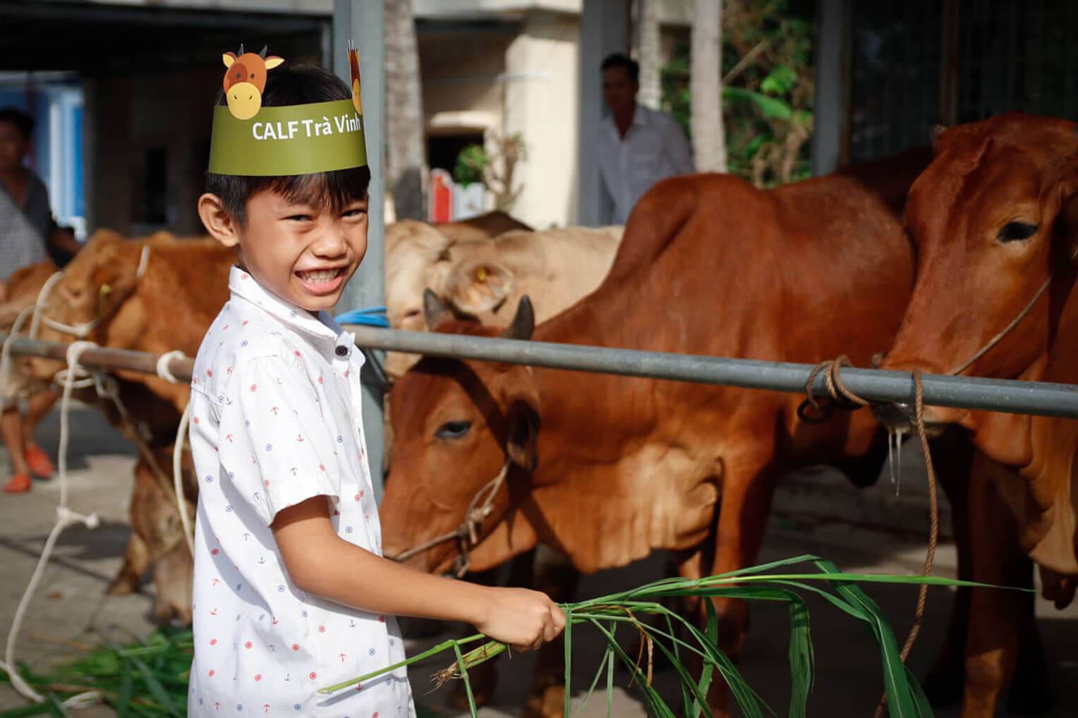 Cattle Bring Hope to Families in Vietnam