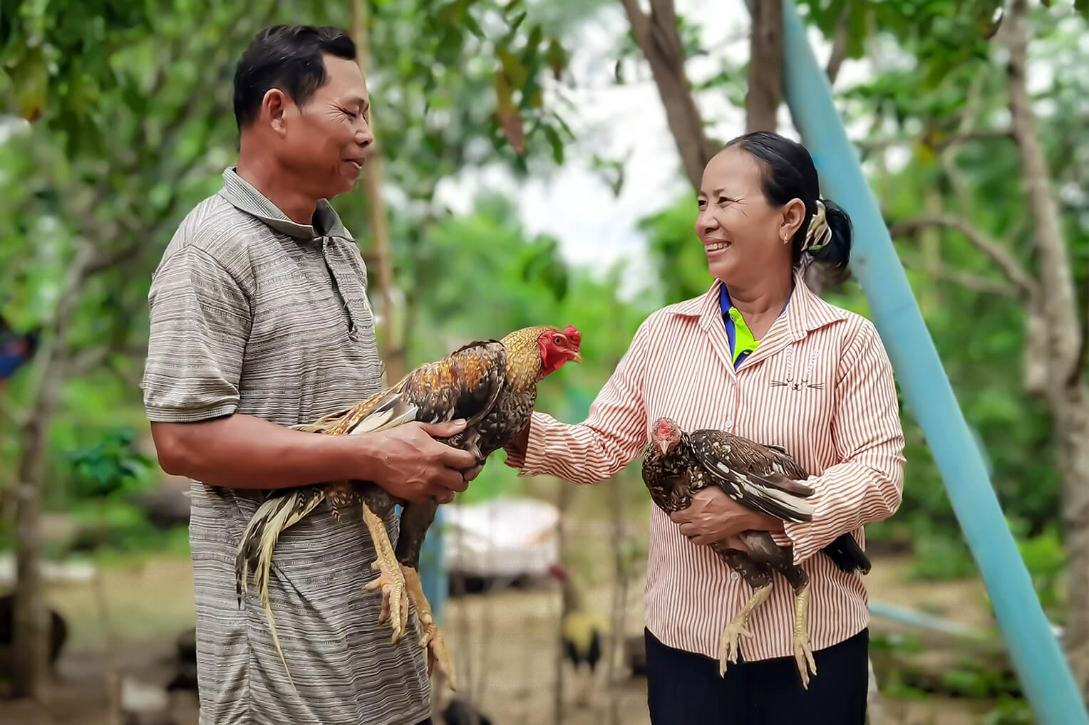 Camboyanos aprenden a criar pollos